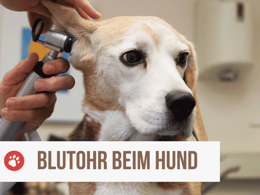 Ausfluss bei der Hündin: Konsistenz und Farben erklärt