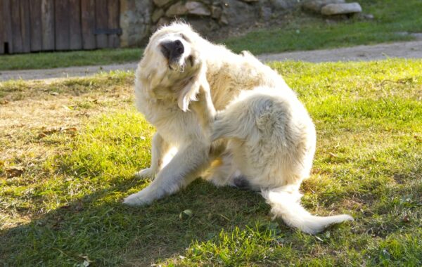 Hund Pinkelt Nicht