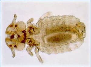Haarlinge beim Hund - Erkennen und Behandeln