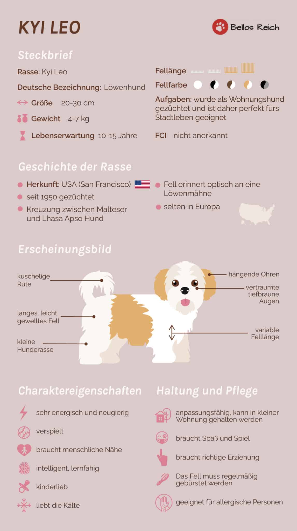 Kyi Leo: Charakter, Haltung & Pflege