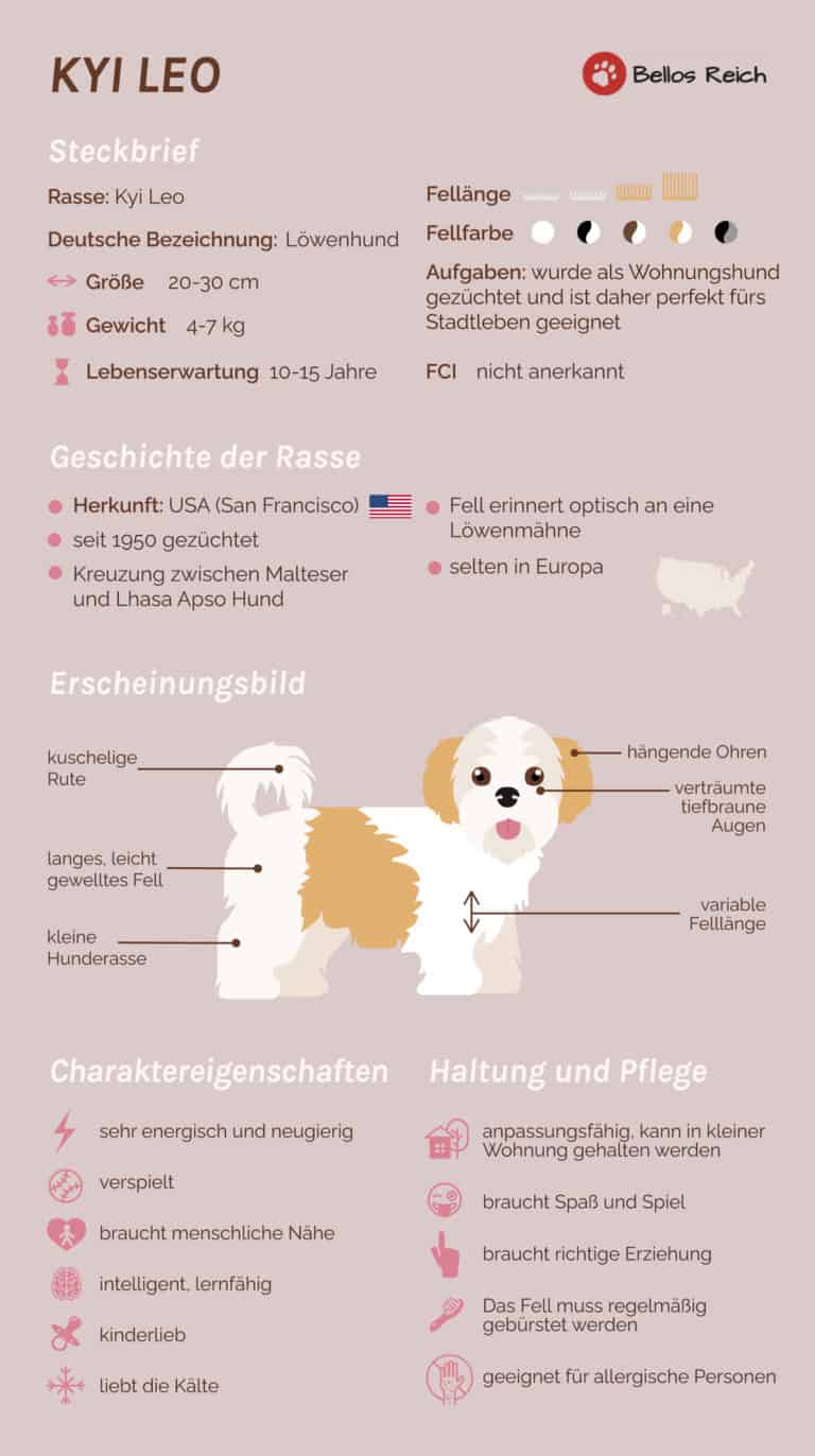 Kyi Leo: Charakter, Haltung & Pflege