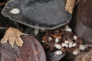 Futtermilben im Hundefutter erkennen: einfache Experten-Tipps