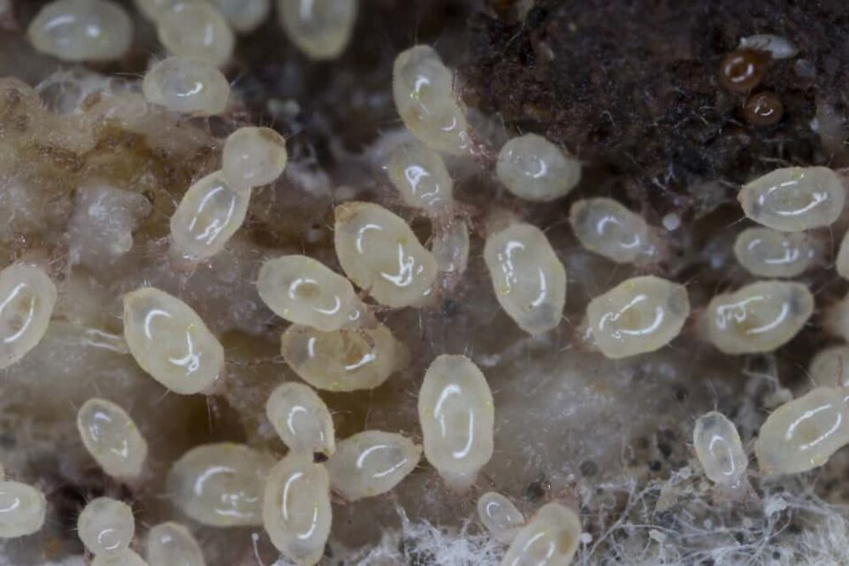 Futtermilben im Hundefutter erkennen: einfache Experten-Tipps