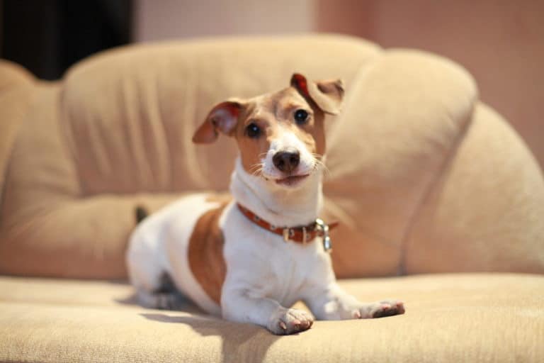 Neem l F r Den Hund Das Wunder Gegen Hautprobleme