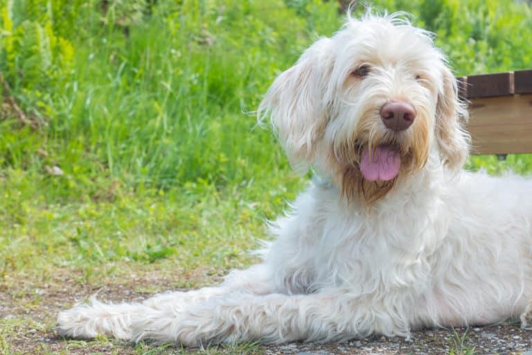 Spinone Italiano - Charakter, haltung & Pflege