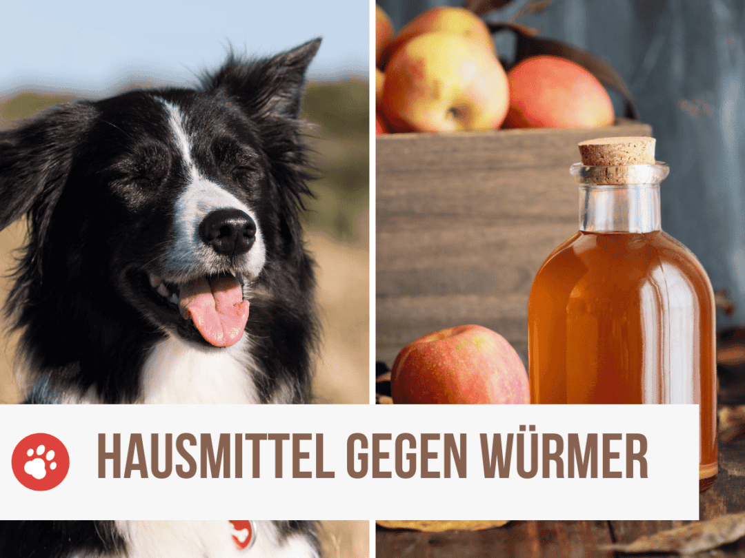 Hund Lause Hausmittel