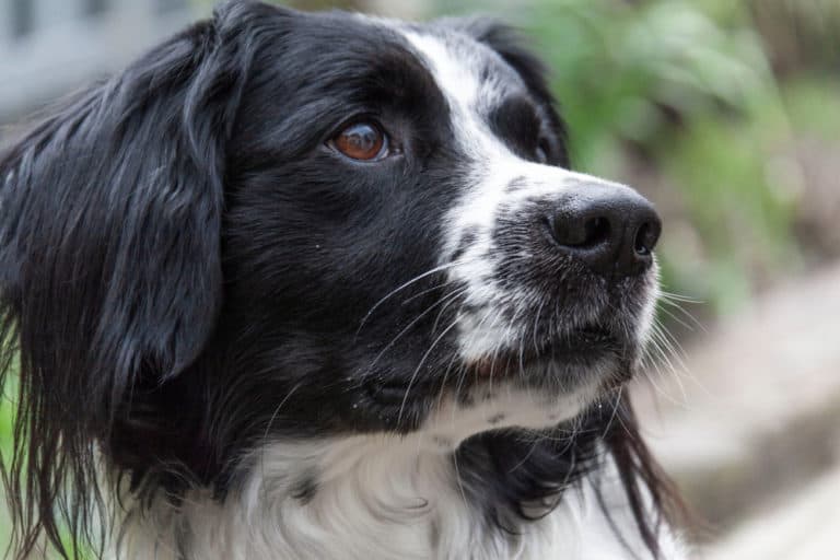 Stabijhoun - Charakter, Haltung & Pflege