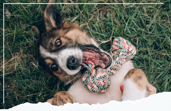 Mein Hund frisst Katzenstreu - 4 Gründe warum du dringend handeln solltest