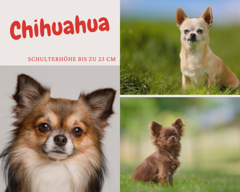 13 niedlich, kleine Hunderassen bis 30 cm Schulterhöhe (mit Bildern)