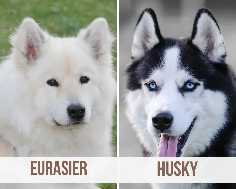 Die 7 beliebtesten Eurasier Mischlinge (mit Bildern)