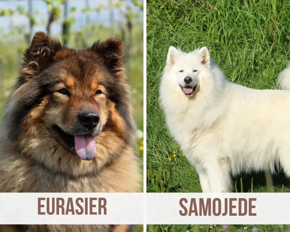 Die 7 beliebtesten Eurasier Mischlinge (mit Bildern)