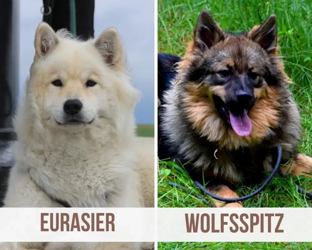 Die 7 beliebtesten Eurasier Mischlinge (mit Bildern)