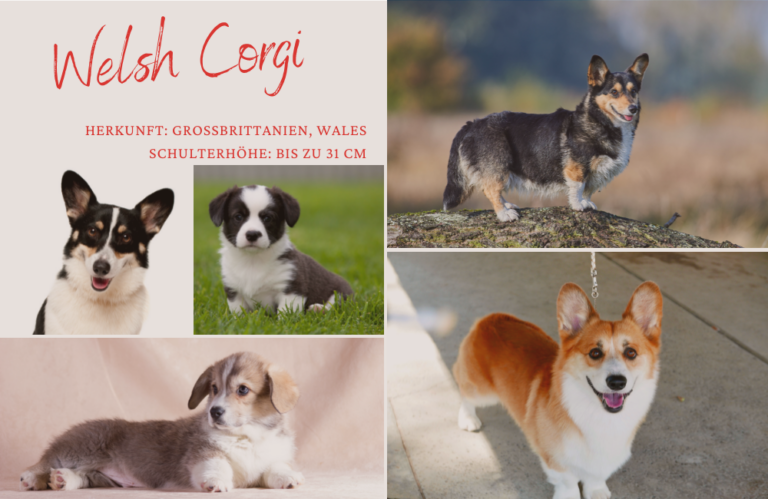 15 süße, kleine Hunderassen bis 40 cm Schulterhöhe