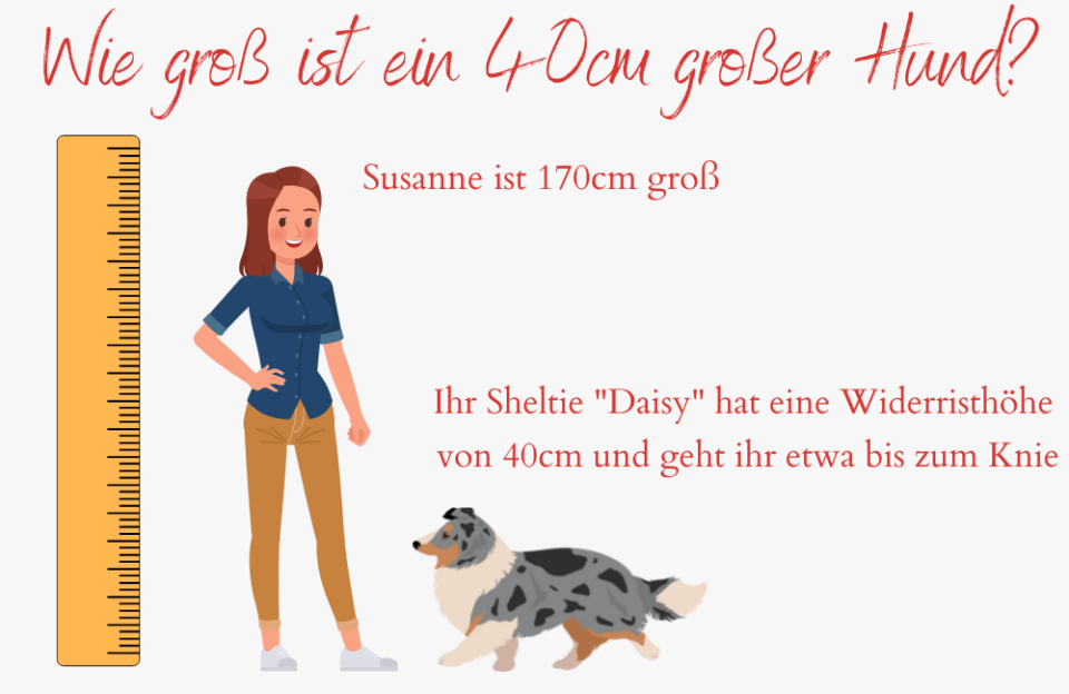 15 süße, kleine Hunderassen bis 40 cm Schulterhöhe