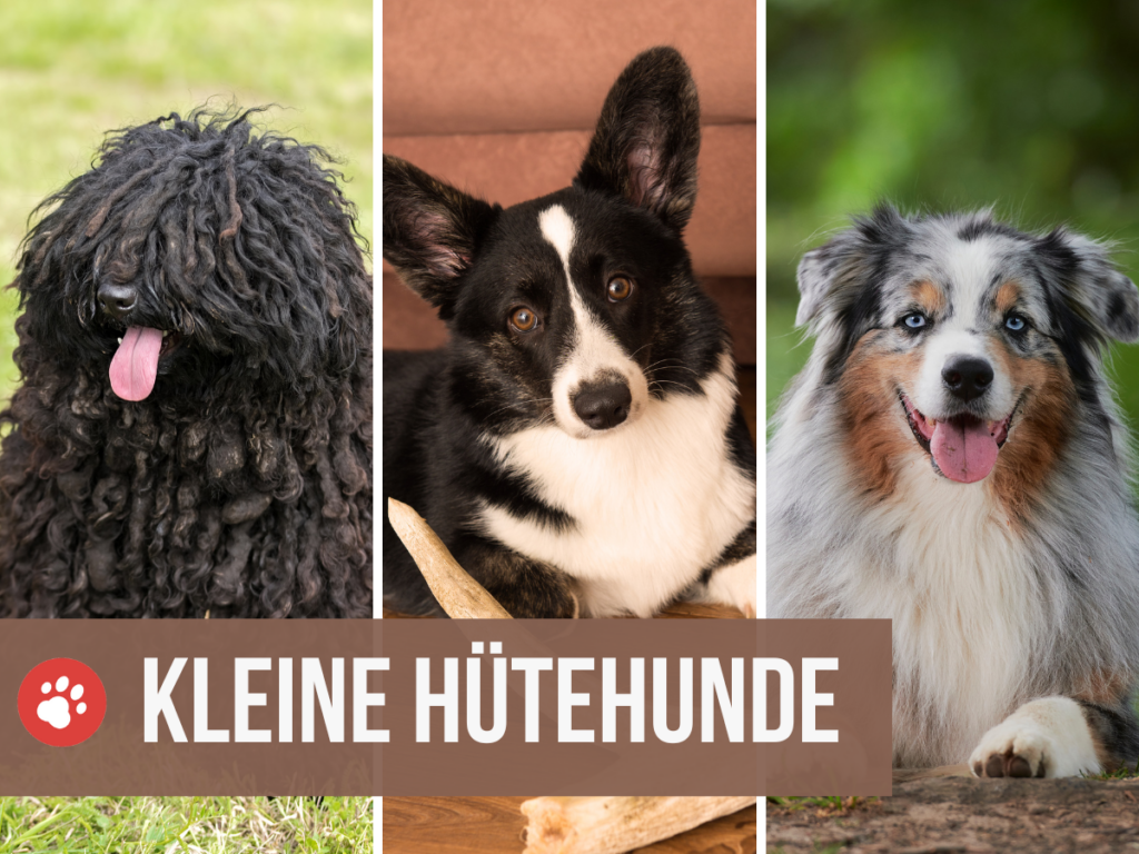Appenzeller Mix: Die 19 beliebtesten Appenzeller Mischlinge