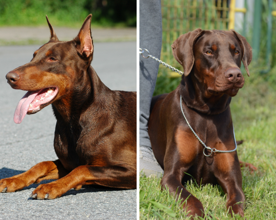 Dobermann Farben: alle anerkannten Fellfarben [mit Bildern]