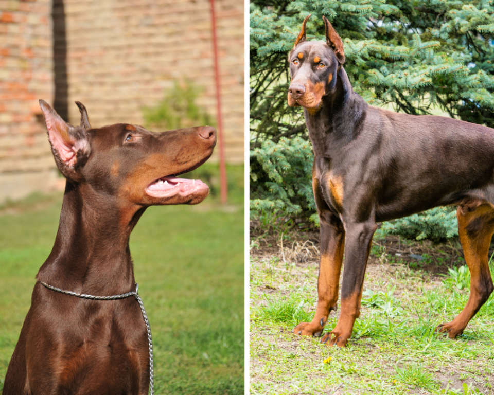 Dobermann Farben: alle anerkannten Fellfarben [mit Bildern]