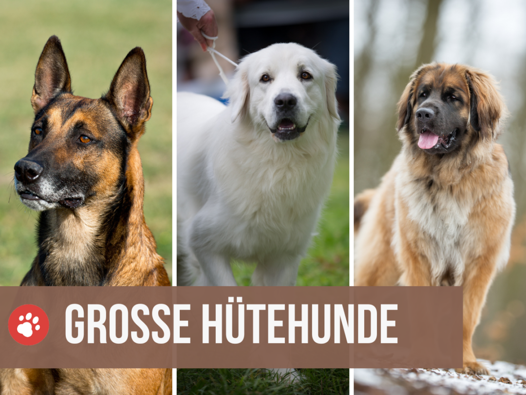 14 Große Hütehunde: Alle Rassen mit Bildern