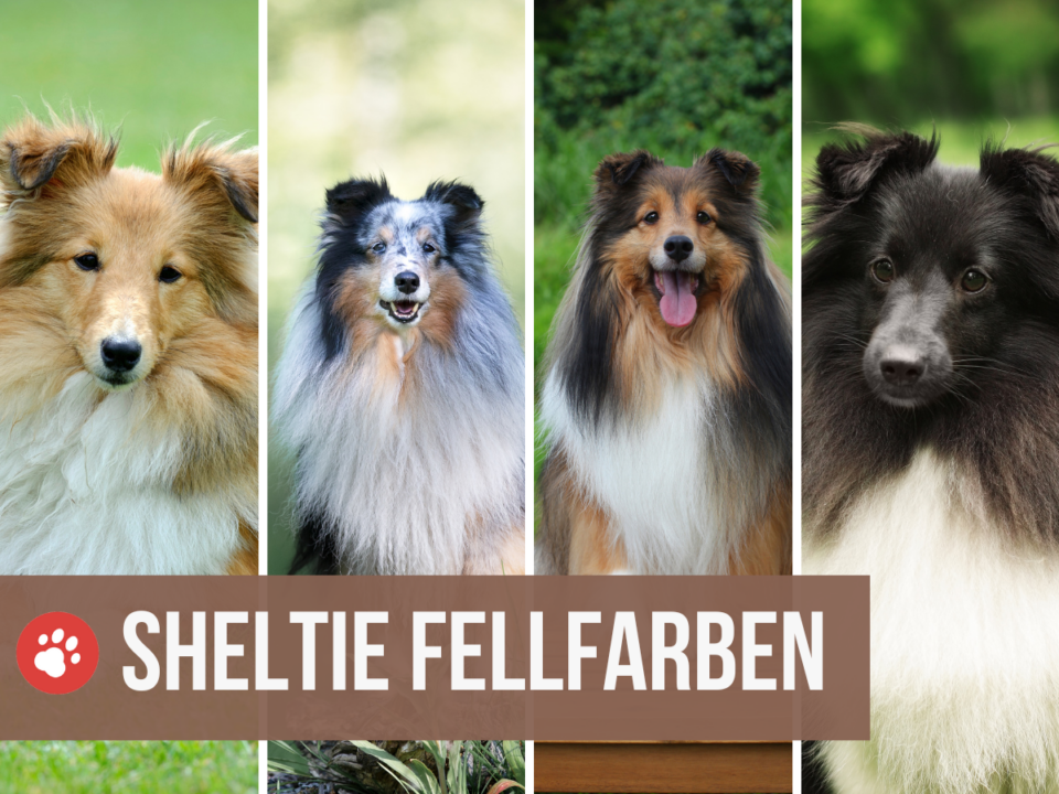 Sheltie Farben: 6 wunderschöne, anerkannte Fellfarben