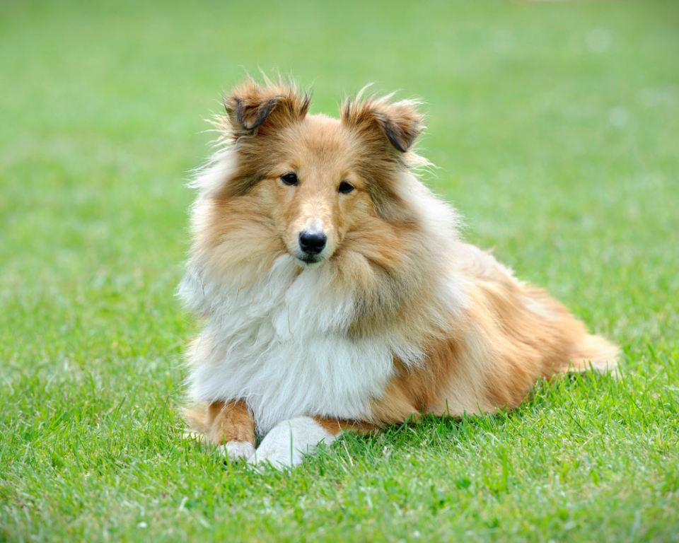 Sheltie Züchter NRW: Alle 16 seriösen Zuchtstätten