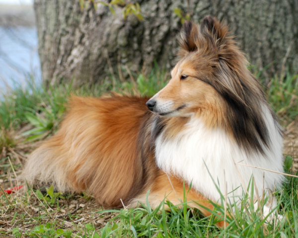Sheltie Züchter NRW: Alle 16 seriösen Zuchtstätten