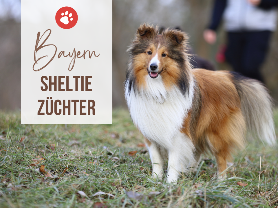 Sheltie Züchter in Deutschland: Alle seriösen Zuchtstätten
