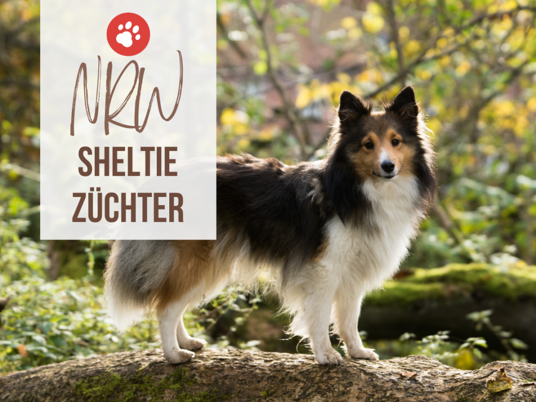 Sheltie Mix: Die 10 beliebtesten Sheltie Mischlinge [mit Bildern]