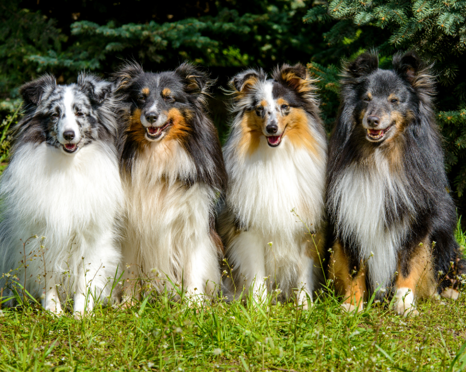 Sheltie Farben: 6 wunderschöne, anerkannte Fellfarben