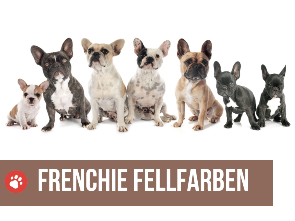 Franzosische Bulldogge Farben