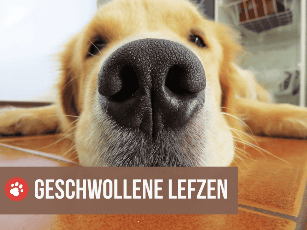 Rassetypische Australian Shepherd Krankheiten: Diese solltest du kennen ...