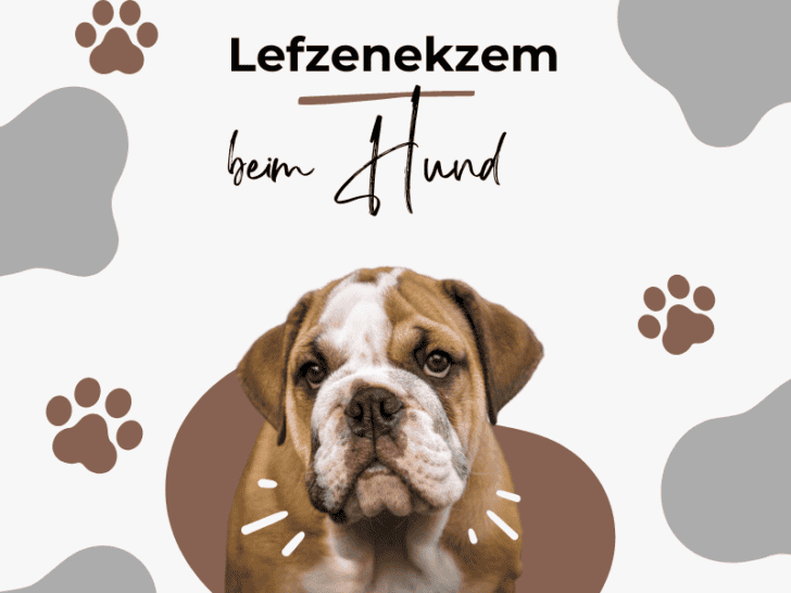 9 Ursachen für geschwollene Lefzen bei deinem Hund