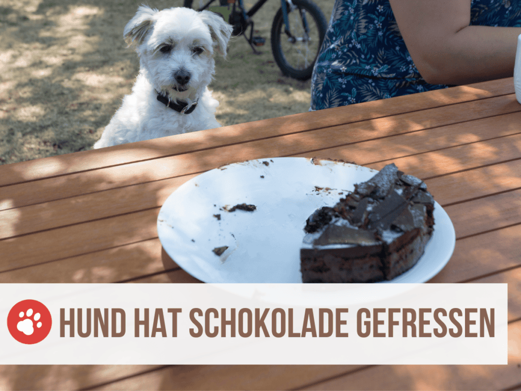 9 Ursachen für geschwollene Lefzen bei deinem Hund