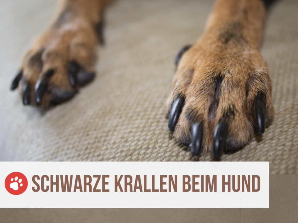 9 Ursachen für geschwollene Lefzen bei deinem Hund