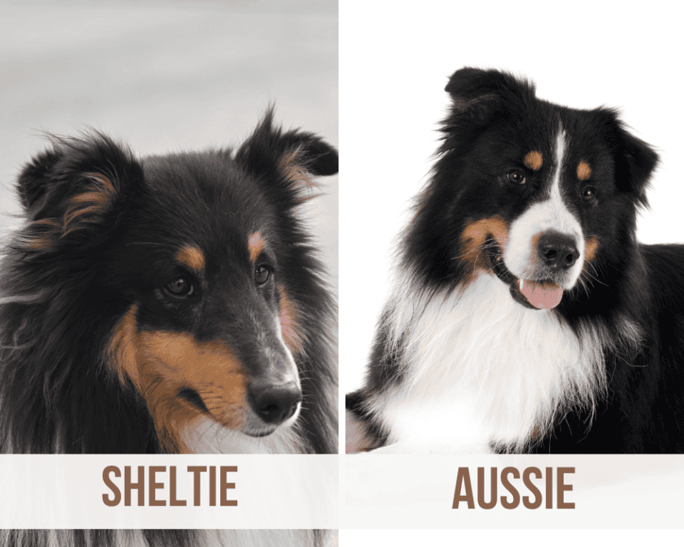 Sheltie Mix: Die 10 beliebtesten Sheltie Mischlinge [mit Bildern]
