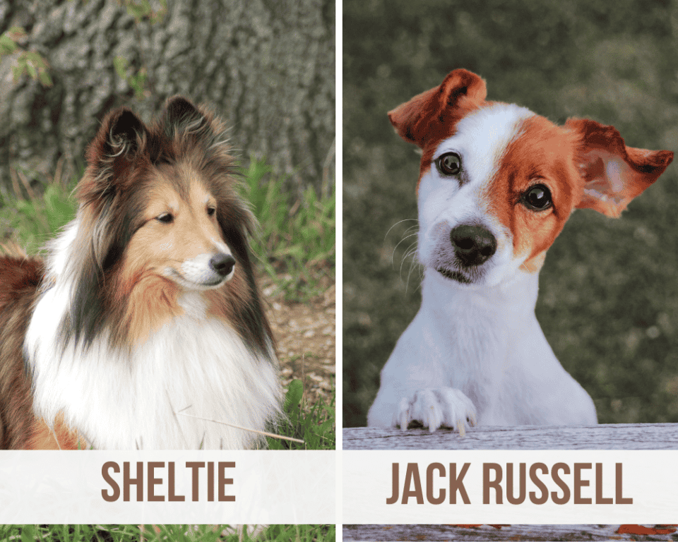 Sheltie Mix: Die 10 beliebtesten Sheltie Mischlinge [mit Bildern]