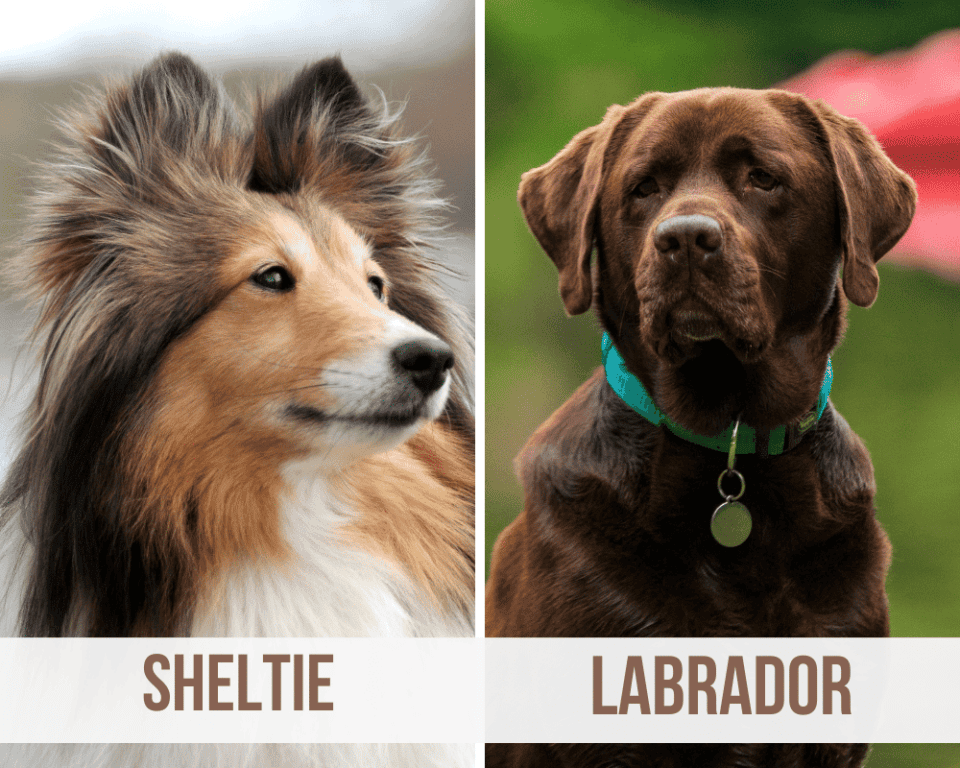 Sheltie Mix: Die 10 beliebtesten Sheltie Mischlinge [mit Bildern]