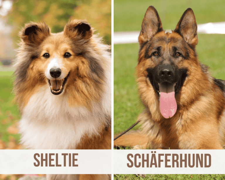 Sheltie Mix: Die 10 beliebtesten Sheltie Mischlinge [mit Bildern]