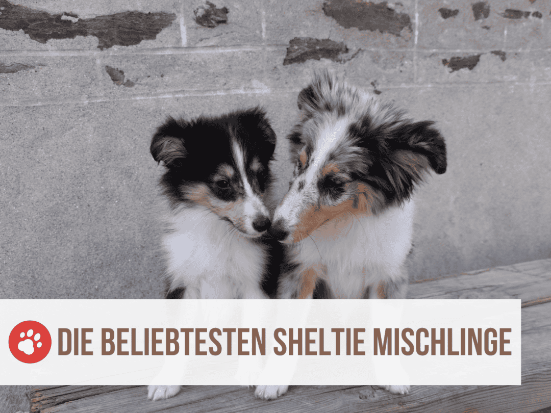 Mops Mischling: Die 18 beliebtesten Mops Mischling Arten [mit Bildern]