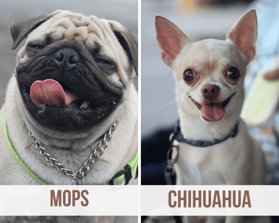 Mops Mischling: Die 18 beliebtesten Mops Mischling Arten [mit Bildern]