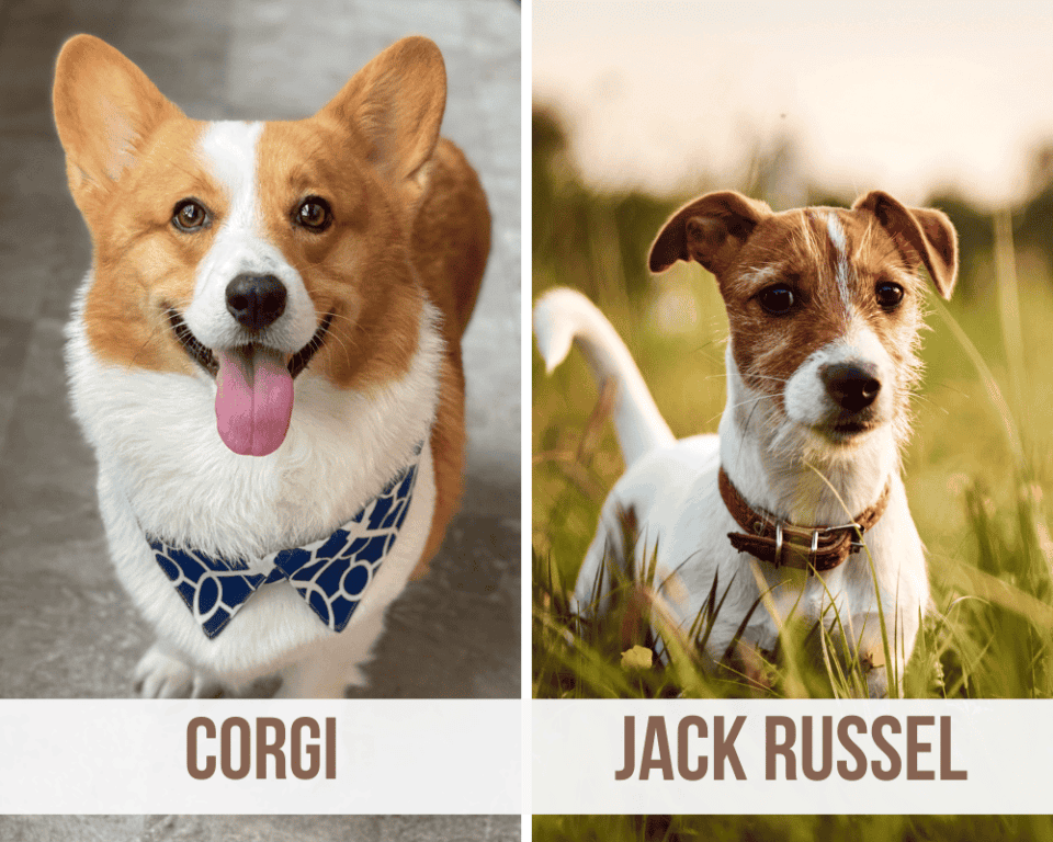 Corgi Mix: Die 16 beliebtesten Corgi Mischlinge