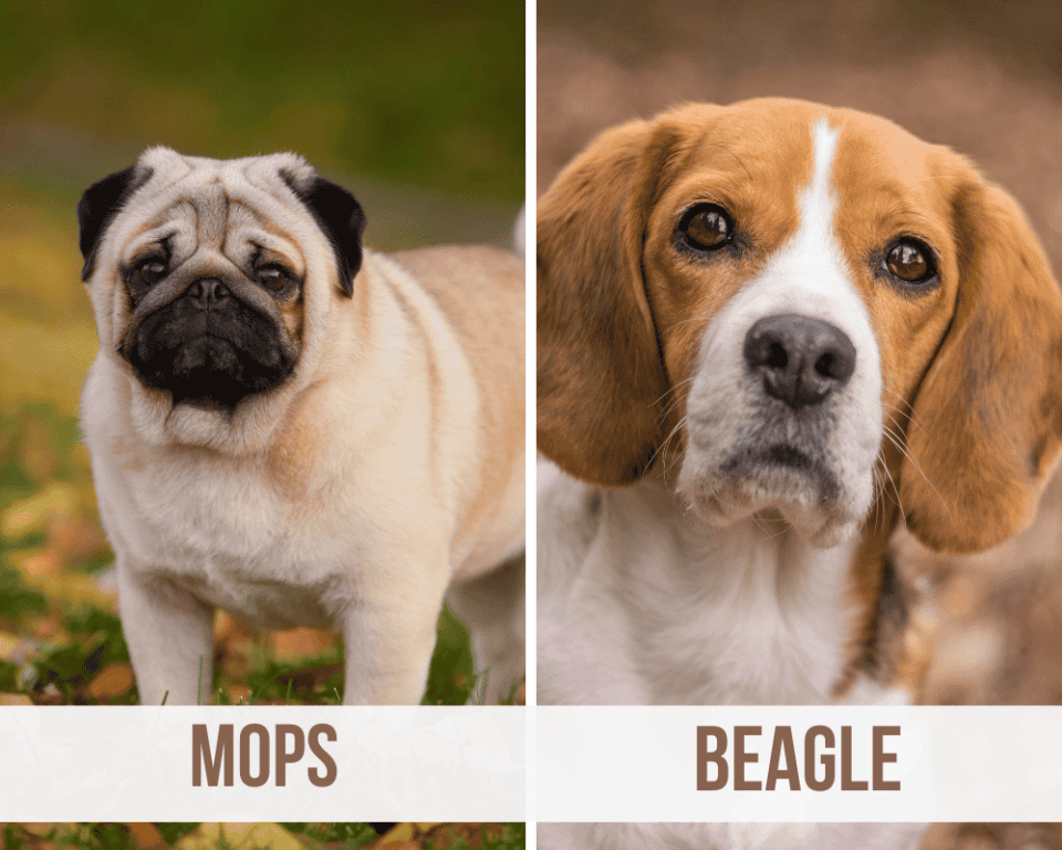 Mops Mischling: Die 18 beliebtesten Mops Mischling Arten [mit Bildern]