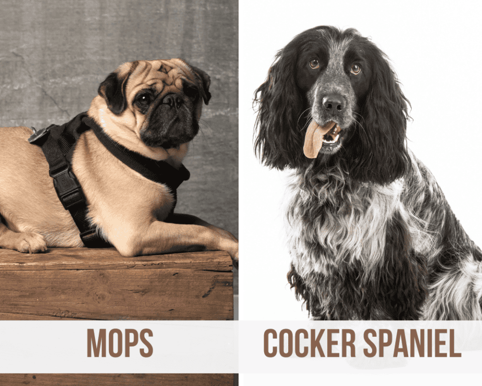 Mops Mischling: Die 18 beliebtesten Mops Mischling Arten [mit Bildern]