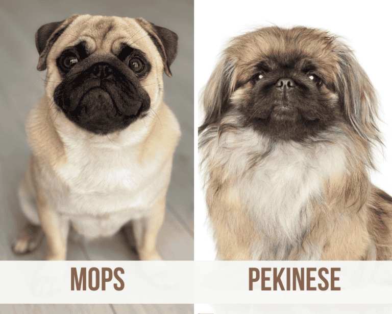 Mops Mischling: Die 18 beliebtesten Mops Mischling Arten [mit Bildern]