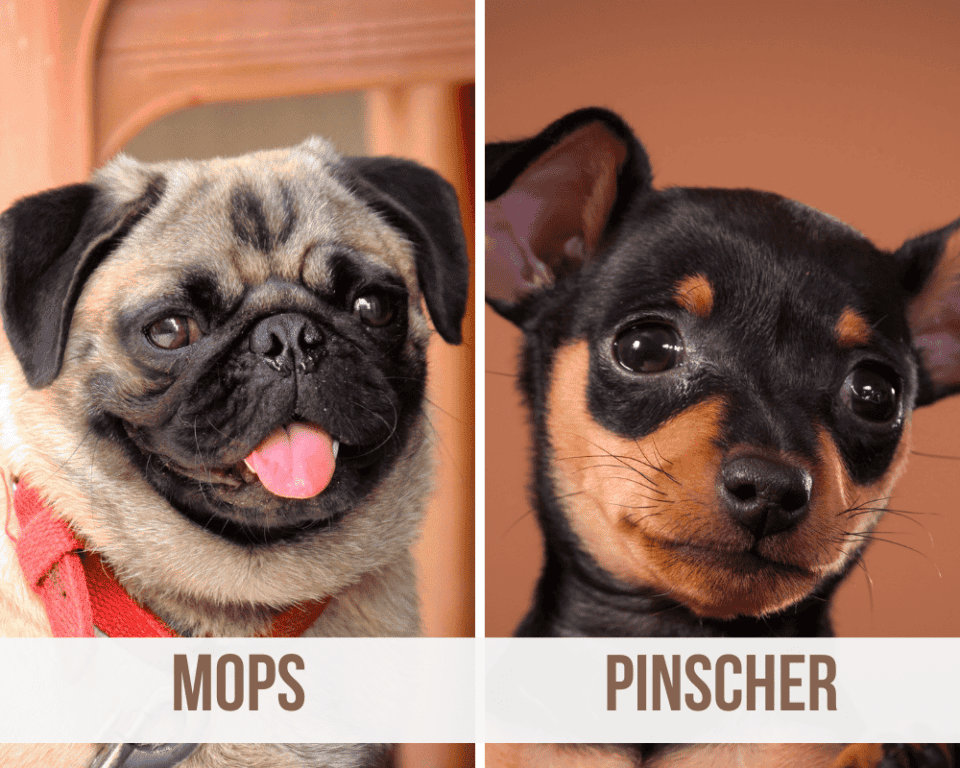 Mops Mischling: Die 18 beliebtesten Mops Mischling Arten [mit Bildern]