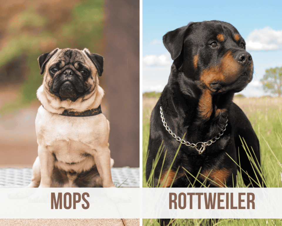 Mops Mischling: Die 18 beliebtesten Mops Mischling Arten [mit Bildern]