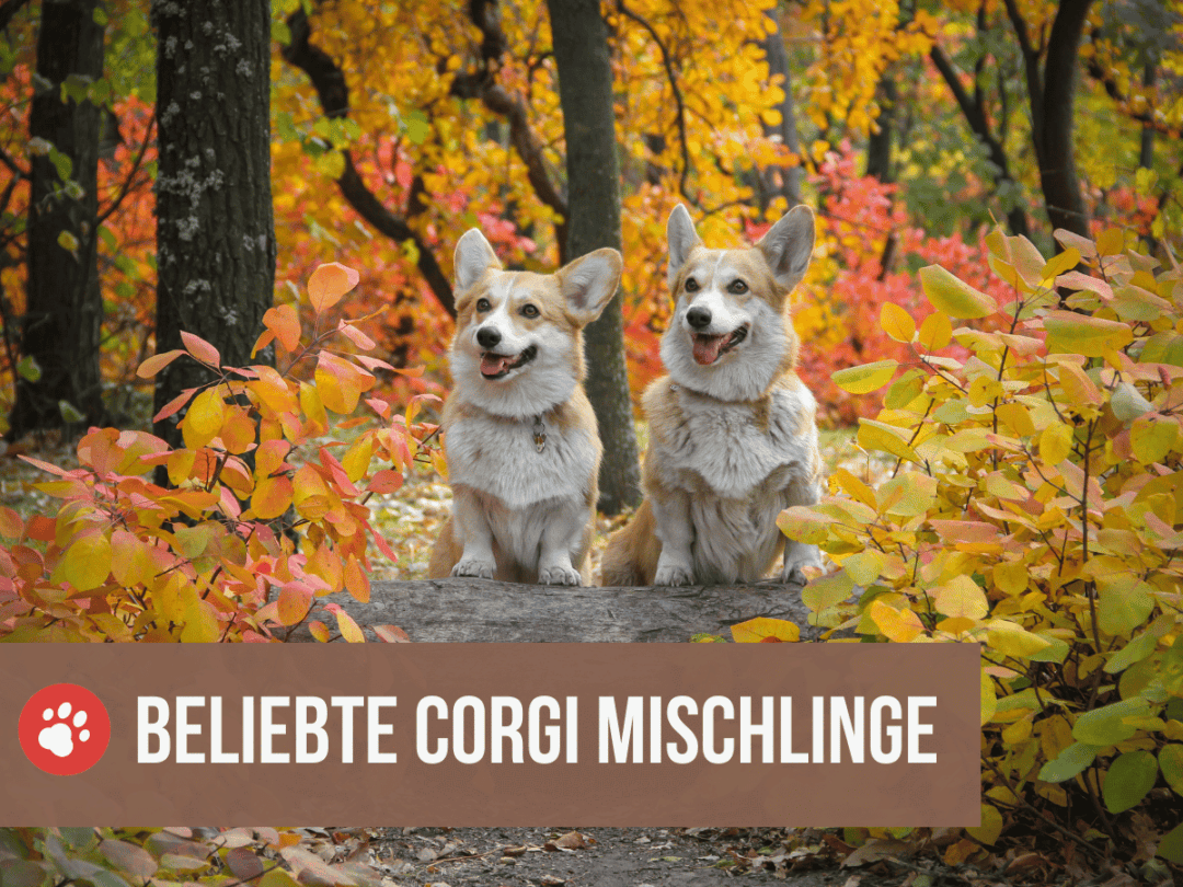 Corgi Mix: Die 16 beliebtesten Corgi Mischlinge