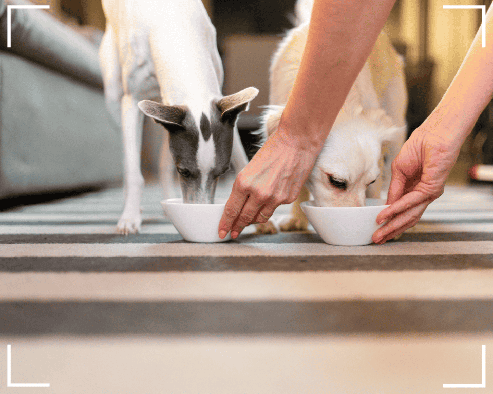 Ein Zweithund zieht ein - 7 Tipps für die Eingewöhnung