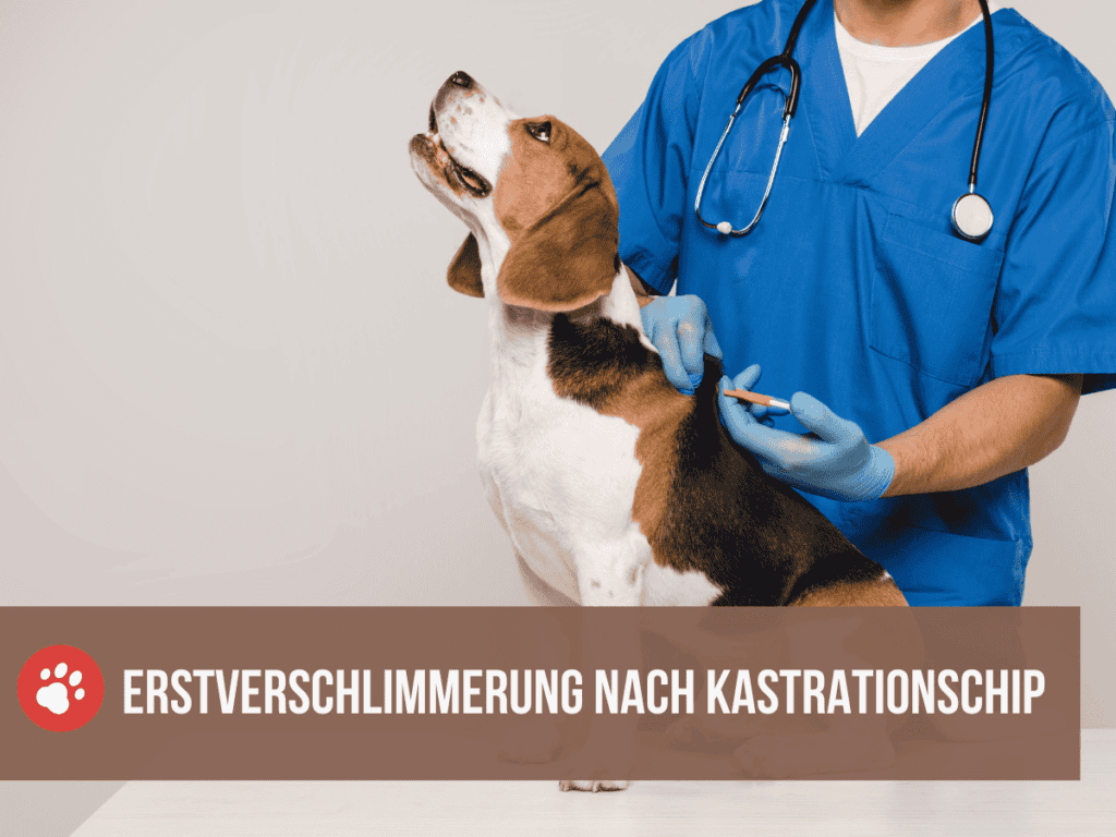 Pododermatitis beim Hund: 8 Hausmittel für gesunde Pfoten