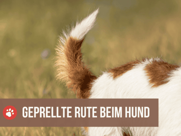 Geprellte Rute beim Hund: Entstehung und Erste-Hilfe-Tipps