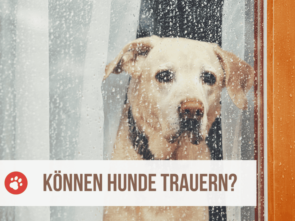 Ein Zweithund zieht ein - 7 Tipps für die Eingewöhnung